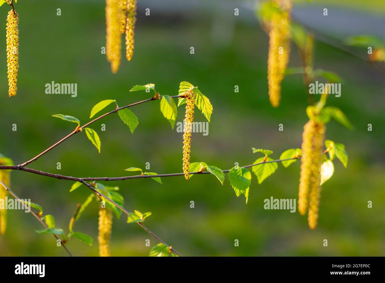 Birch seeds hi-res stock photography and images - Alamy