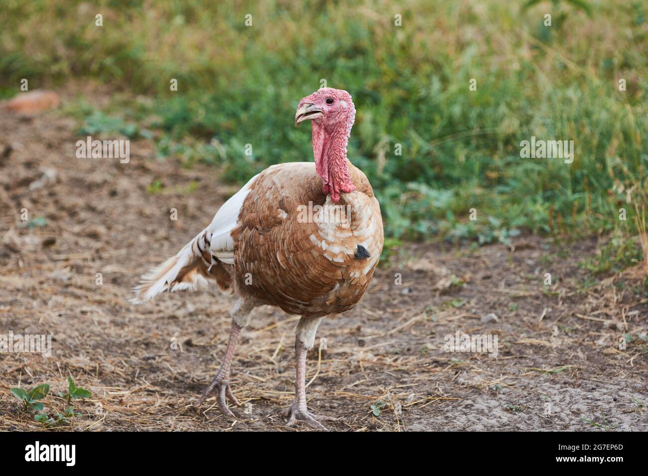 Adult brown and white turkey bird on the farm Stock Photo - Alamy