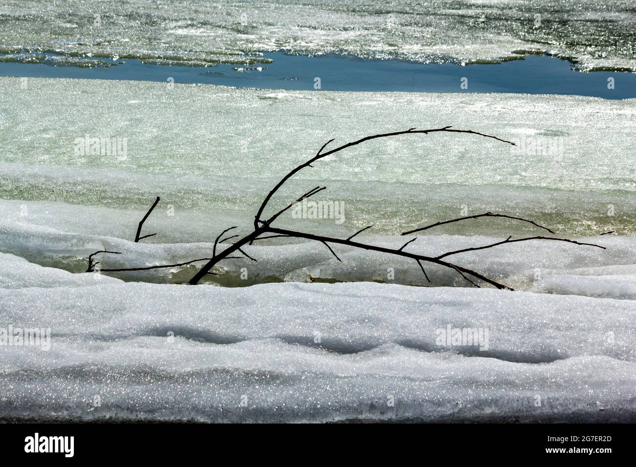 Melting ice on a spring river. An old tree branch stuck in ice Stock ...