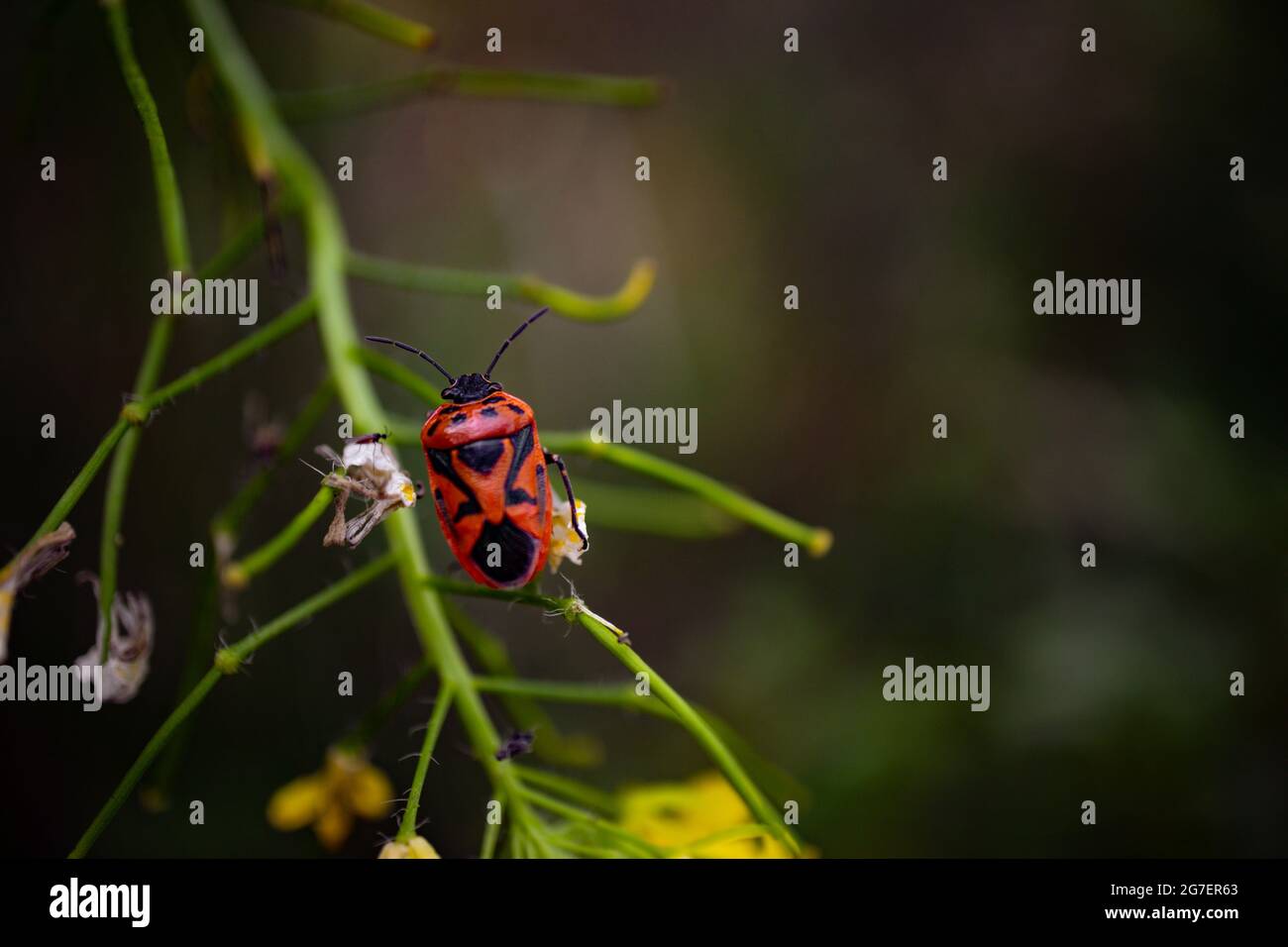 Red insect on green plant with dark background Stock Photo - Alamy