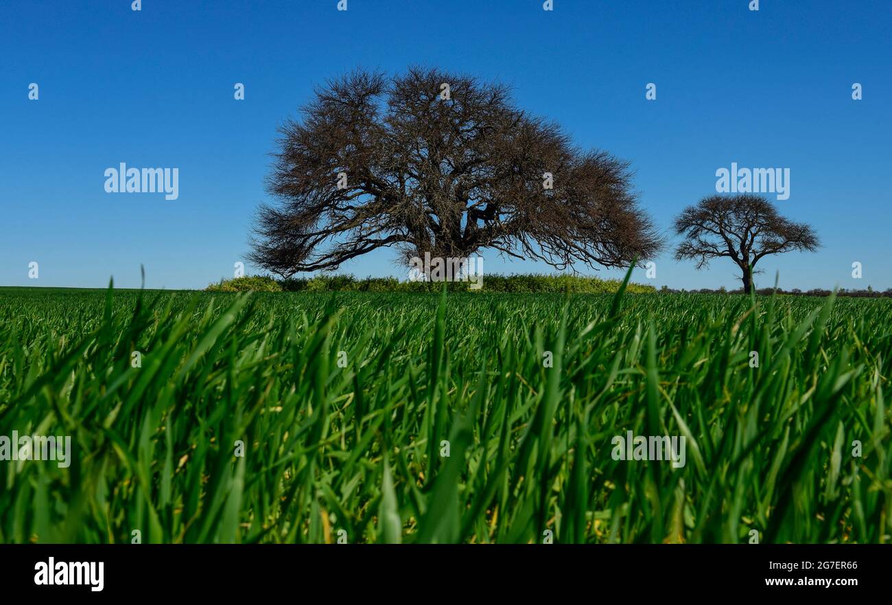 Calden, Prosopis Caldenia) in Pampas landscape, typical tree of the ...