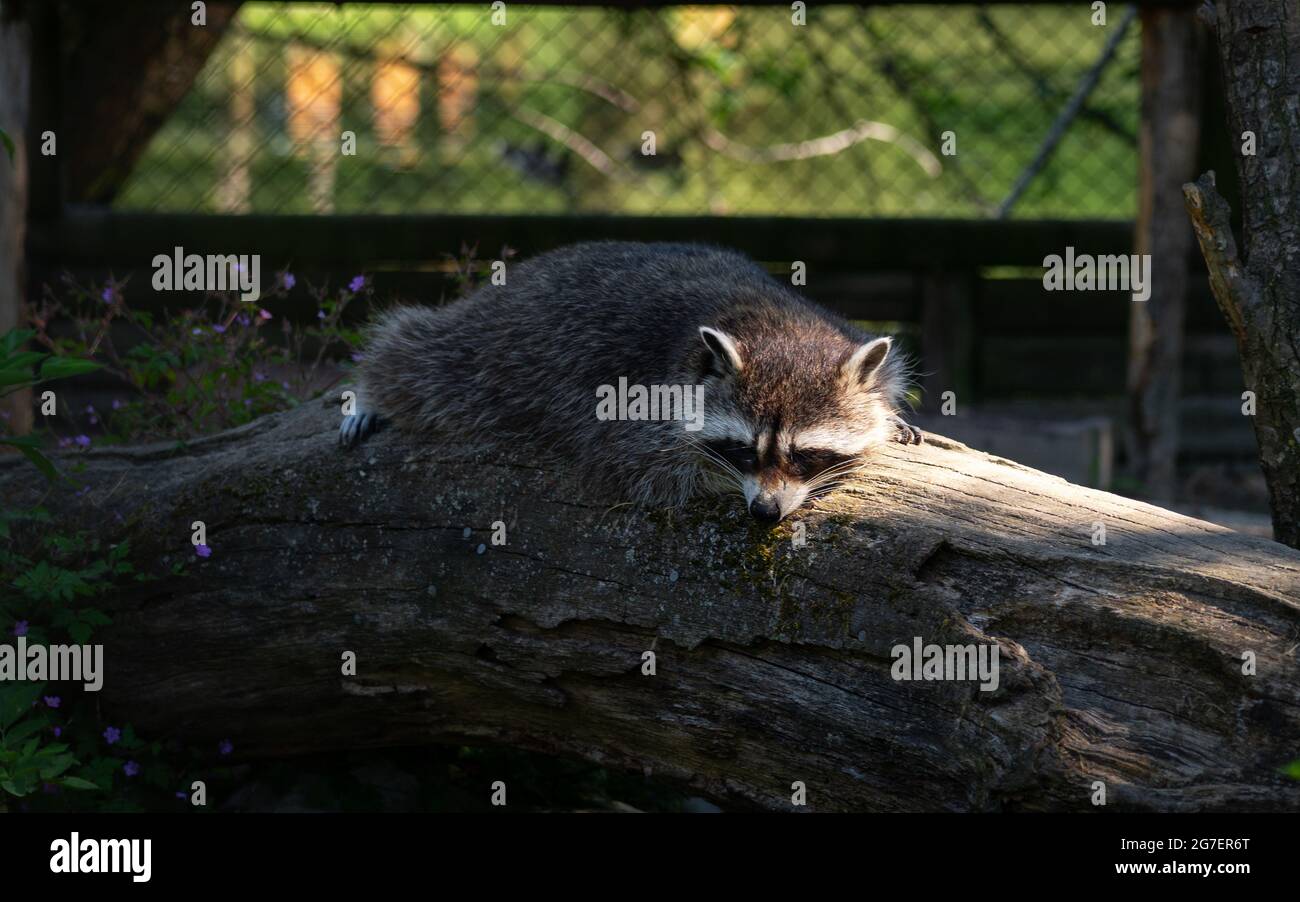 Sleeping racoon hi-res stock photography and images - Alamy