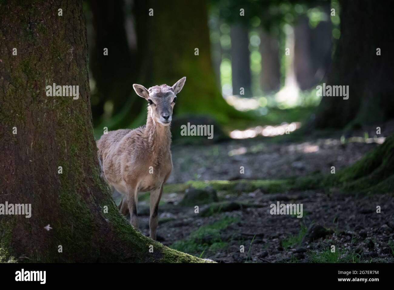 Cute baby deer near the tree in the forest Stock Photo - Alamy