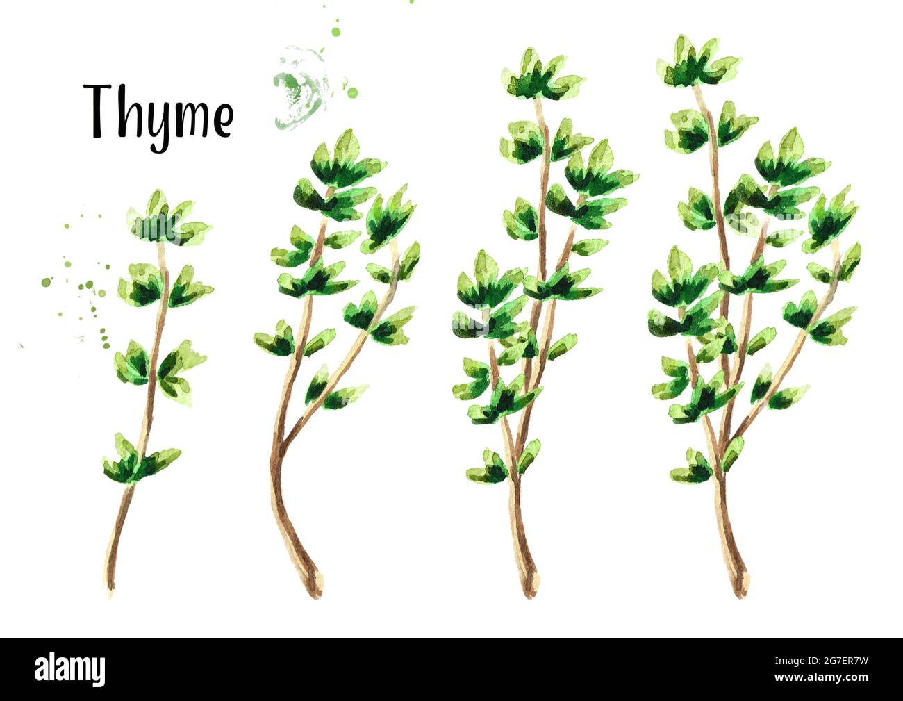 Thyme fresh herb set. Watercolor hand drawn illustration, isolated on ...