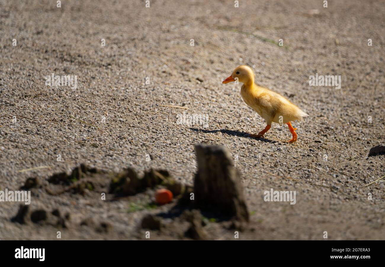 Single duckling walking on sand Stock Photo - Alamy