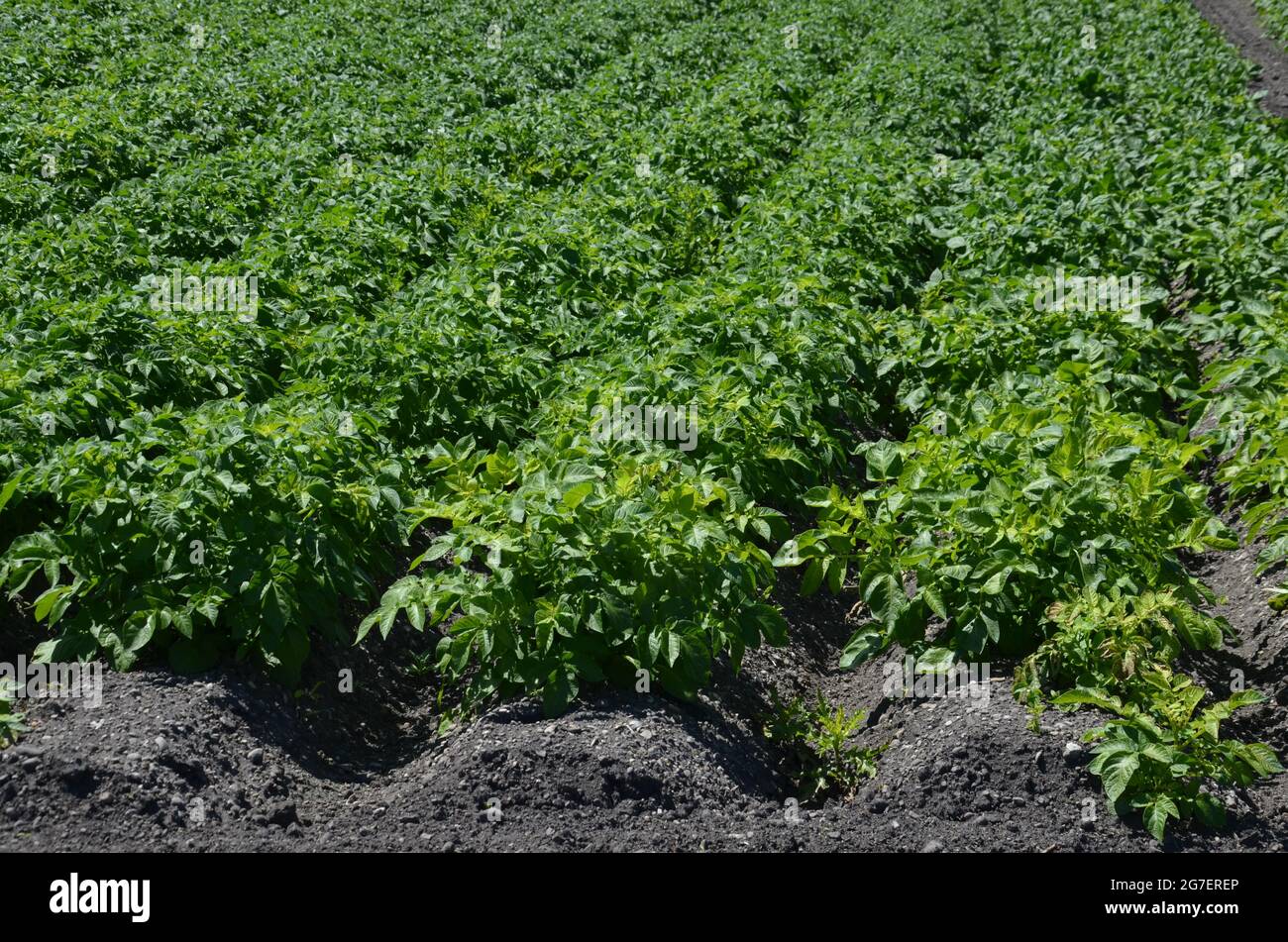 potatoes in the field, agriculture Stock Photo - Alamy