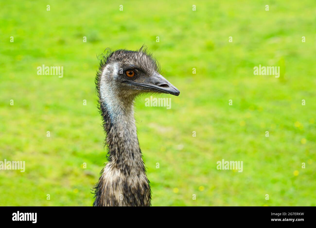 Portrait of an emu. Close up of large ratite with green background ...