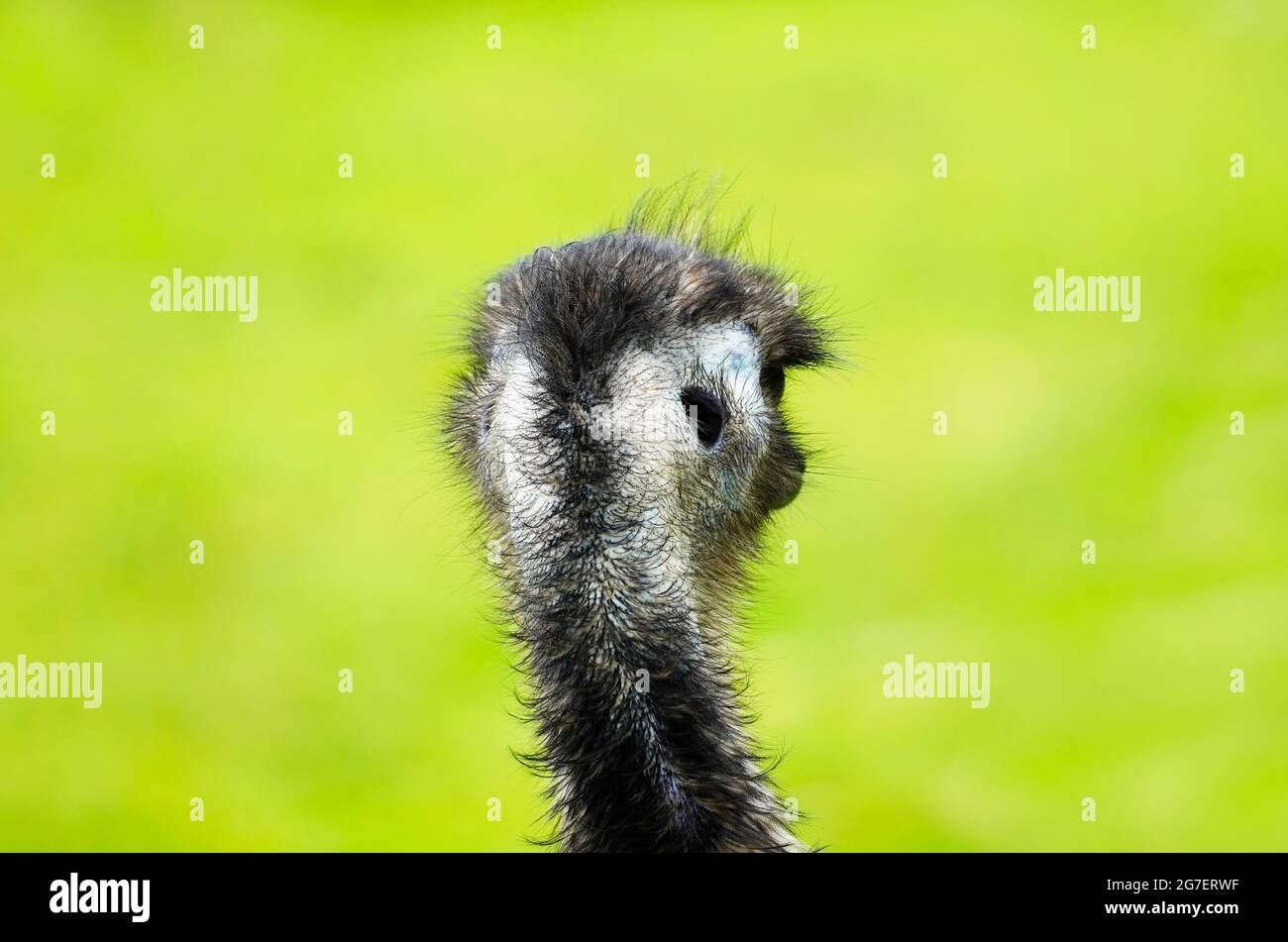 Emus head hi-res stock photography and images - Alamy