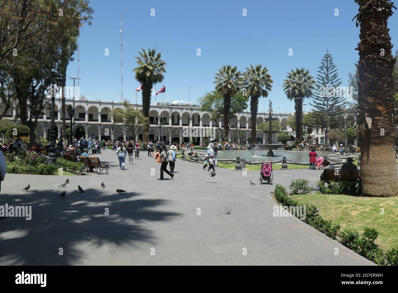 palm trees in Arequipa Peru Stock Photo - Alamy