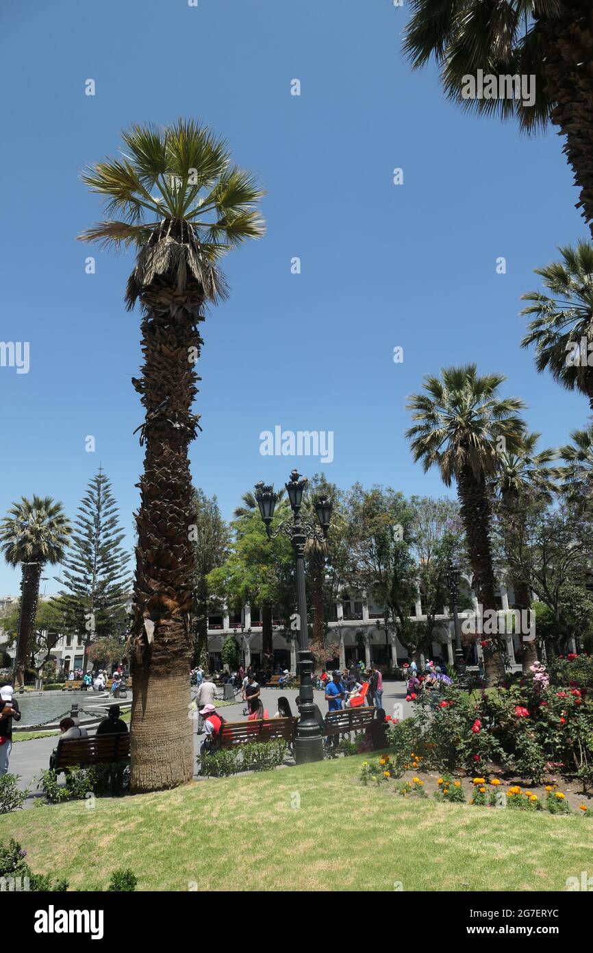 Palm tree in Arequipa Peru Stock Photo - Alamy