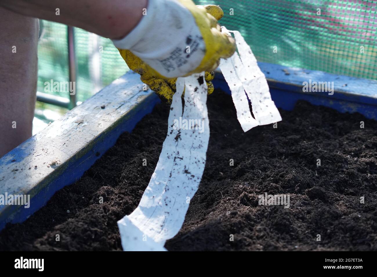 Man putting plant in soil hi-res stock photography and images - Alamy