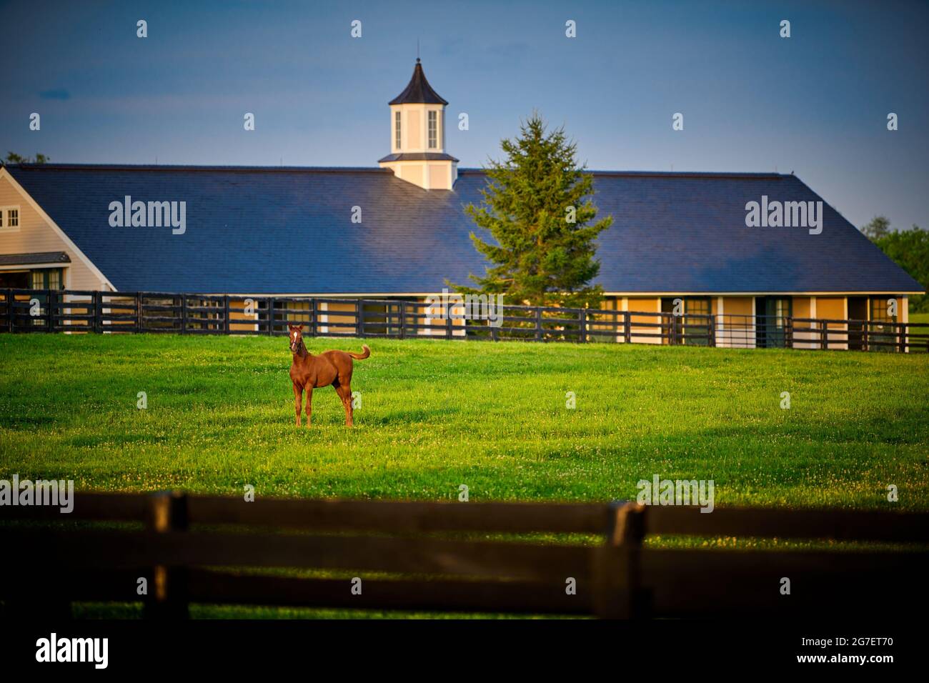 Thoroughbred horses eating in a barn hi-res stock photography and ...
