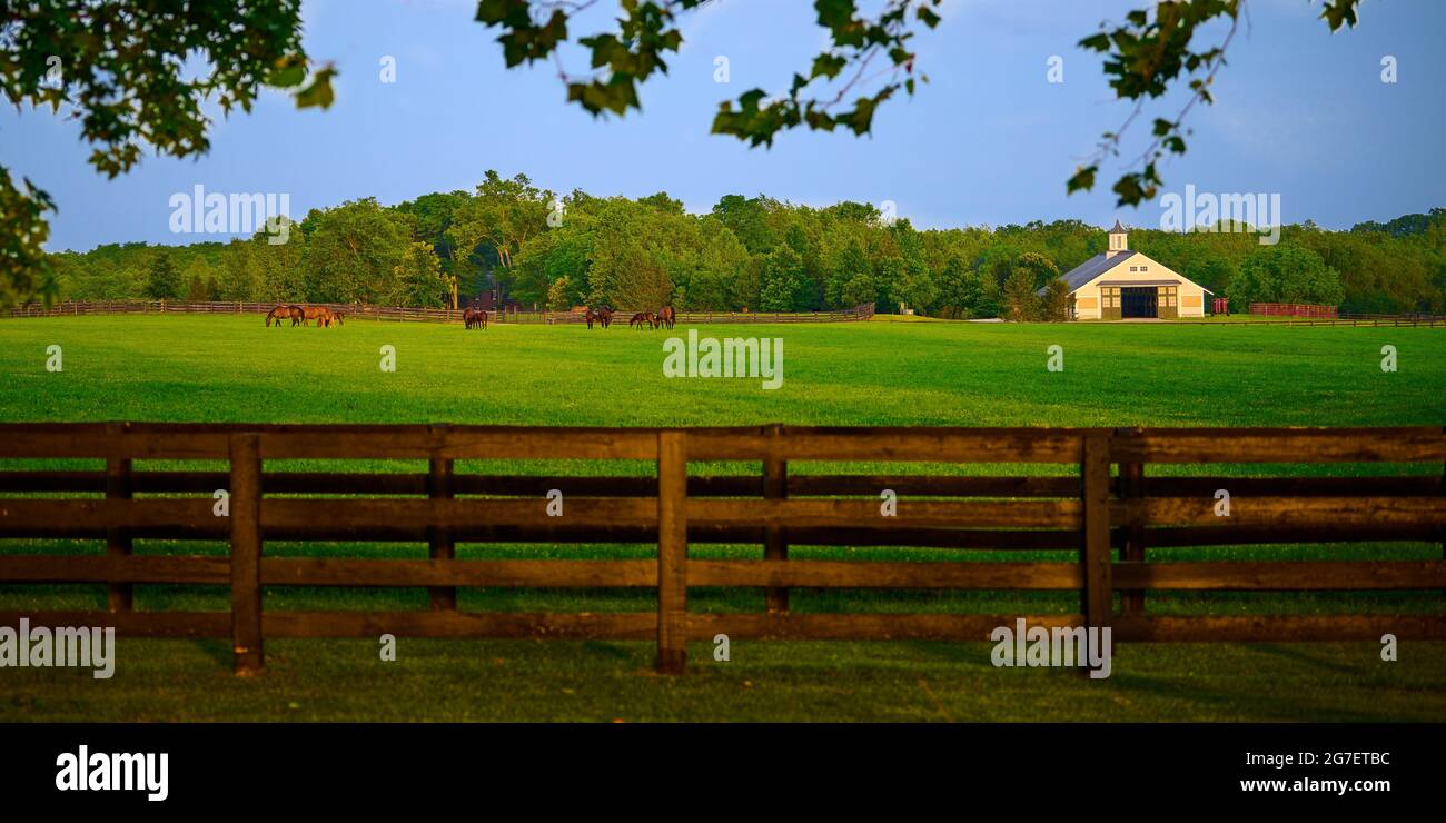 Thoroughbred horses eating in a barn hi-res stock photography and ...