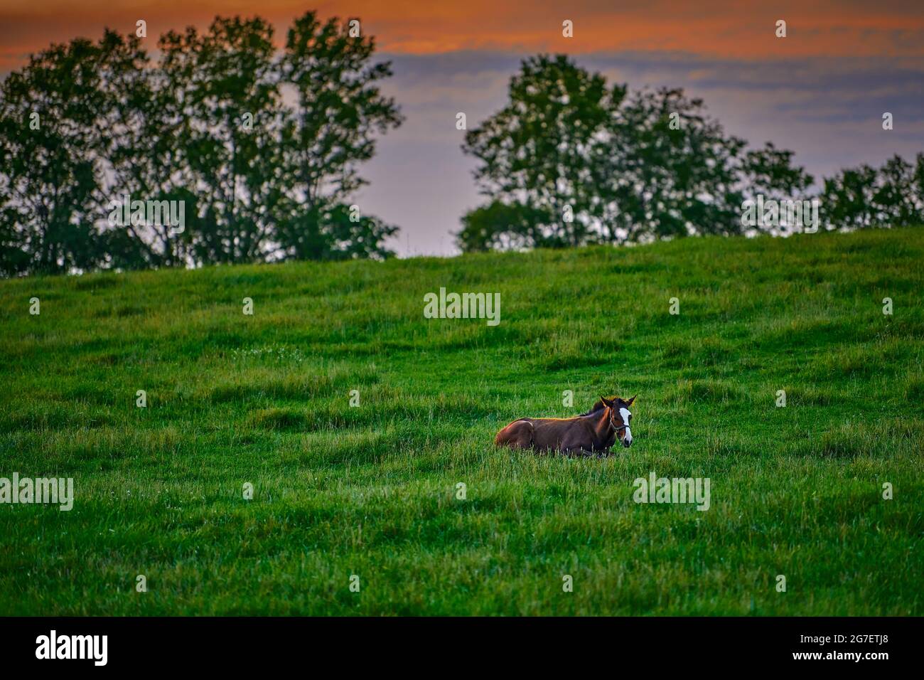 Young colt laying in grassy field at sunset Stock Photo - Alamy
