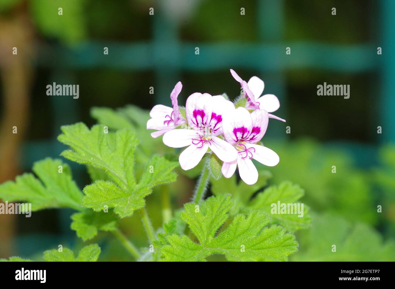 a detailed close view of a pink flower Stock Photo - Alamy