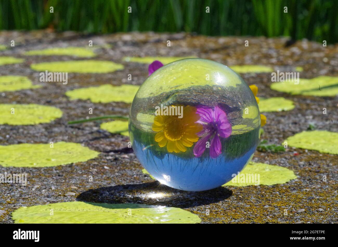 close view of a tranparent ball reflecting two flowers Stock Photo - Alamy