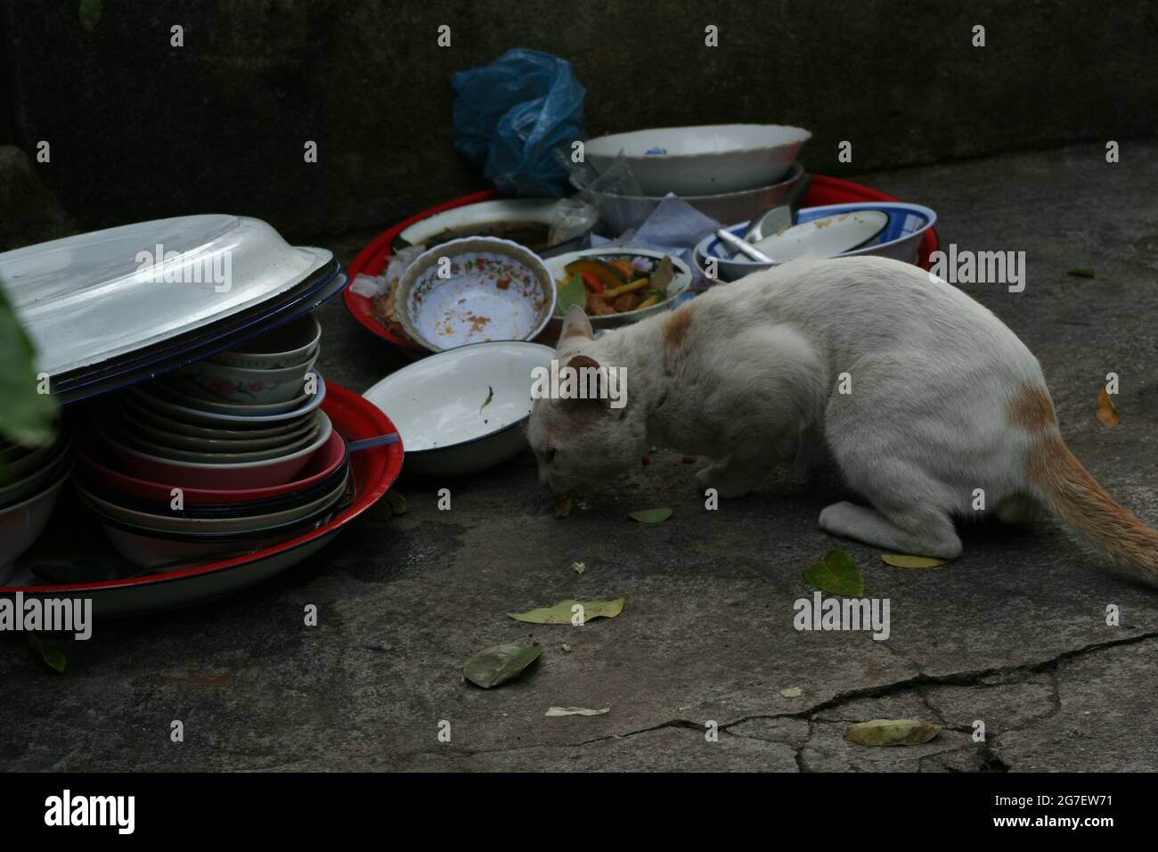 A stray cat eating from dirty dishes in the street, Luang Prabang, Laos ...