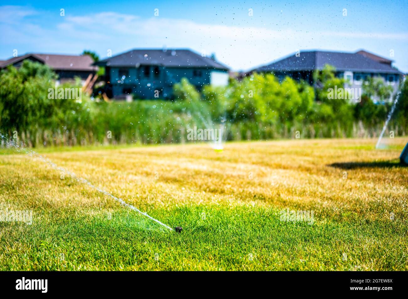 pop up automatic water sprinkler spraying jet across lawn. Fine ...