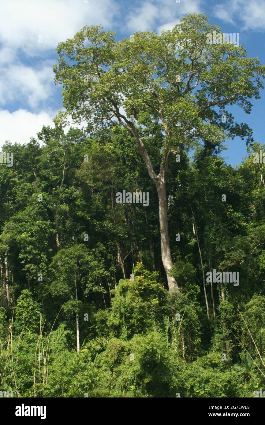 Trees in Nam Kan National Park, Laos Stock Photo - Alamy