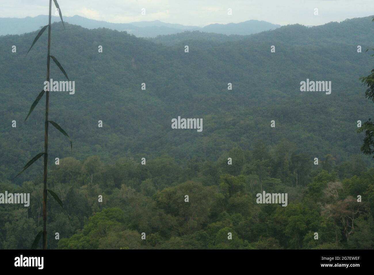 Trees in Nam Kan National Park, Laos Stock Photo - Alamy