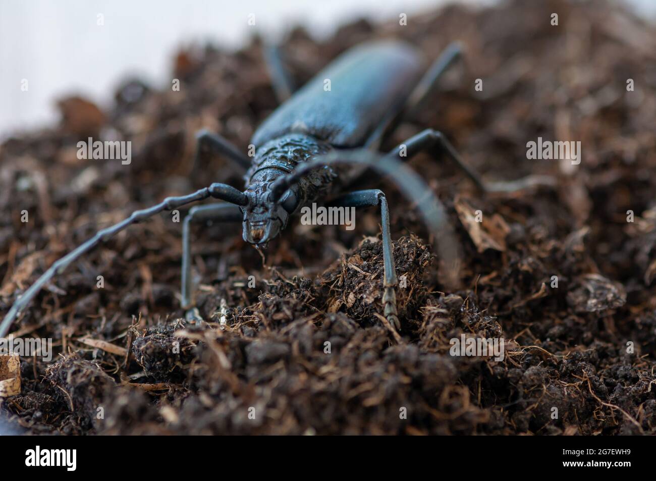 Close-up of a great capricorn beetle sitting on the ground . Cerambyx ...