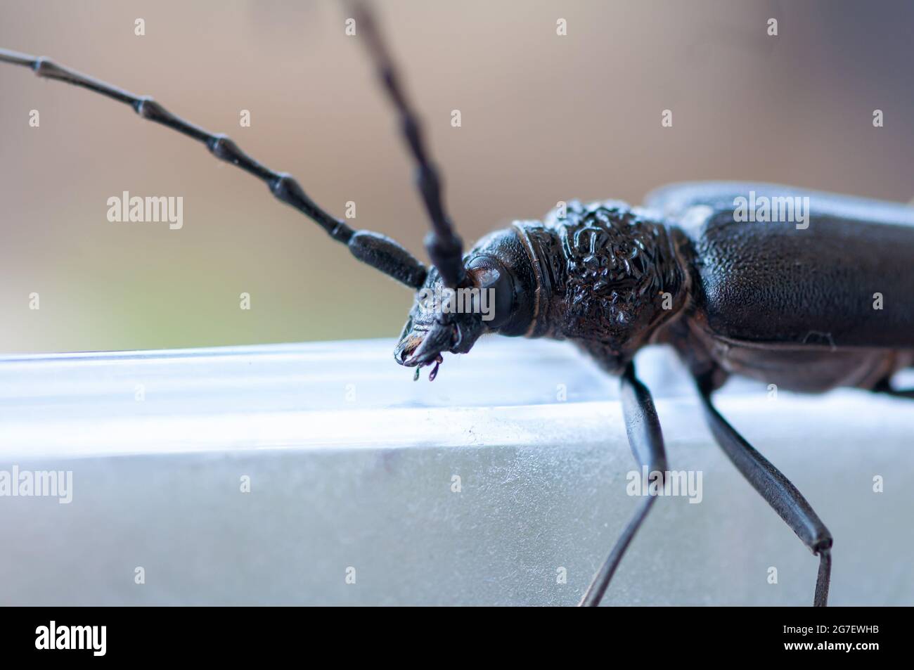 Close-up of a great capricorn beetle sitting on the ground . Cerambyx ...
