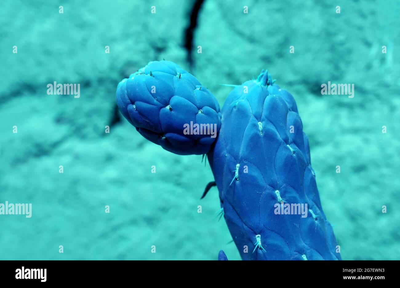 Pop art style blue colored cactus in the sunlight with blurry adobe ...