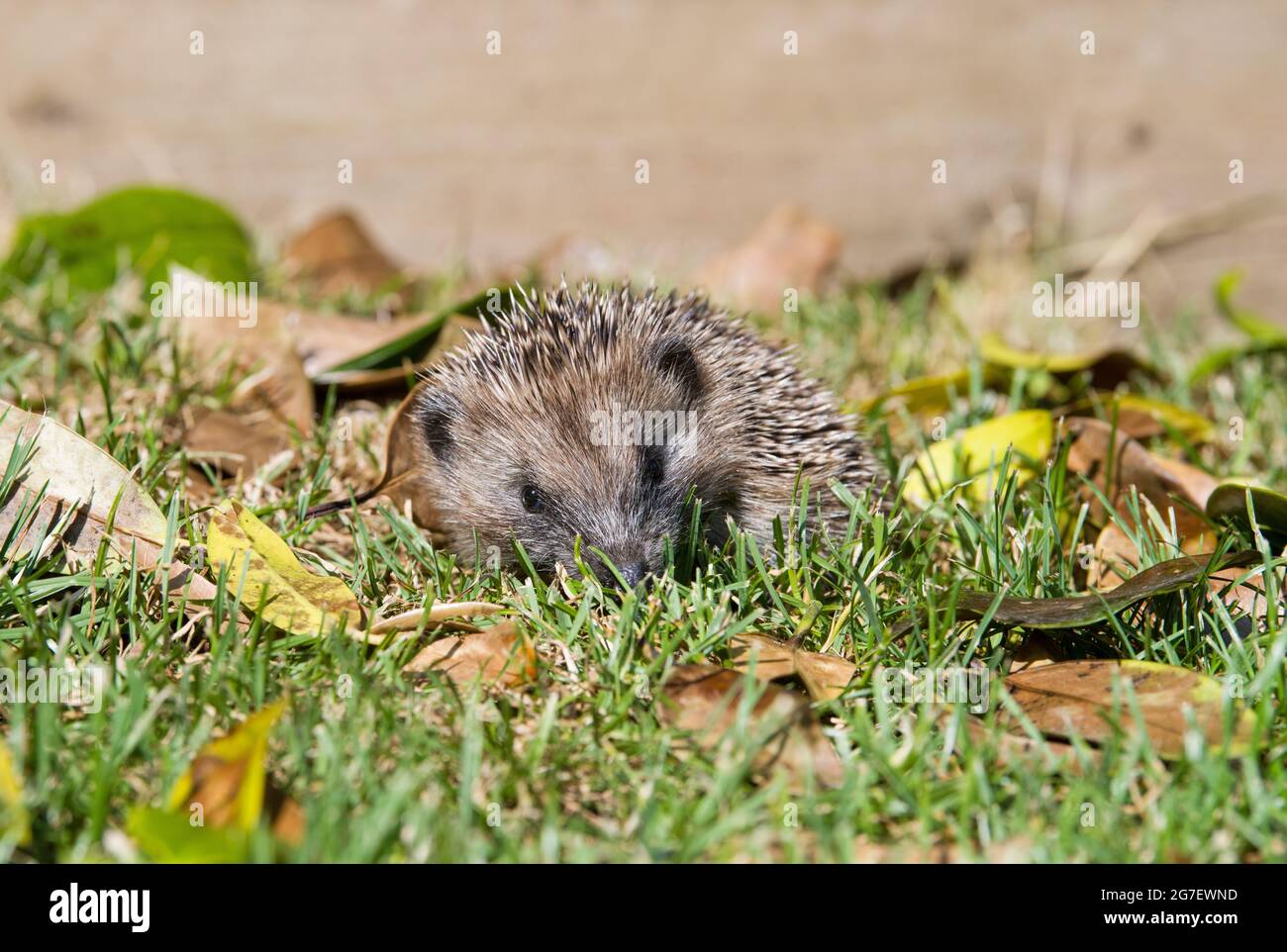 Hoglet hi-res stock photography and images - Alamy