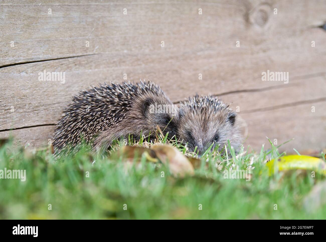Baby hedgehog leaves hi-res stock photography and images - Alamy