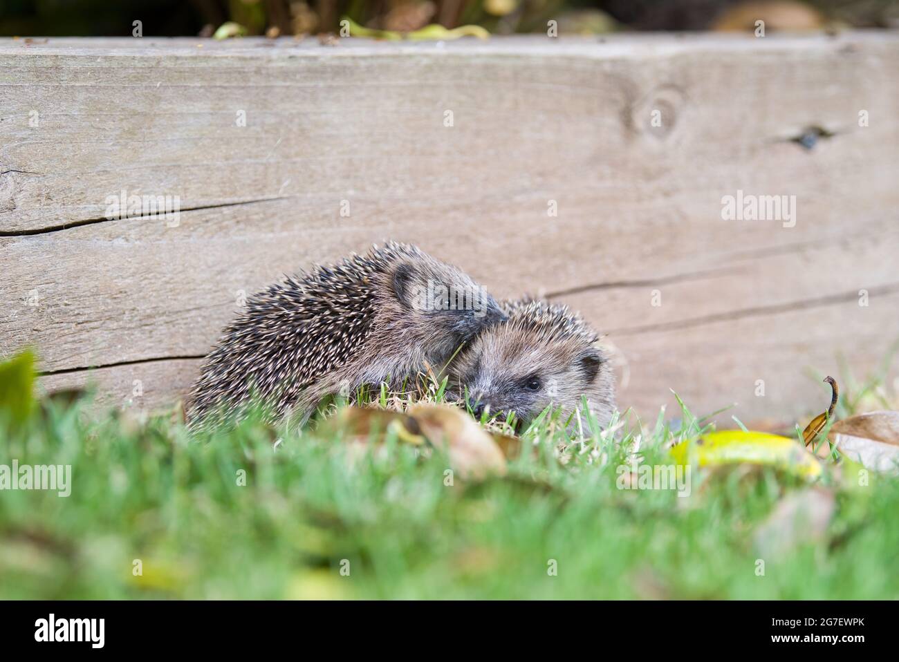 Hoglet hi-res stock photography and images - Alamy