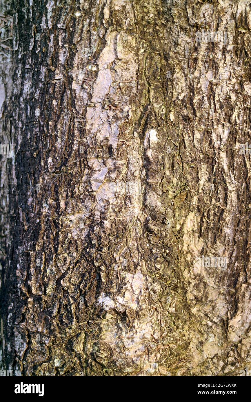 Texture of Aged Rough Tree Bark for Abstract Background Stock Photo - Alamy