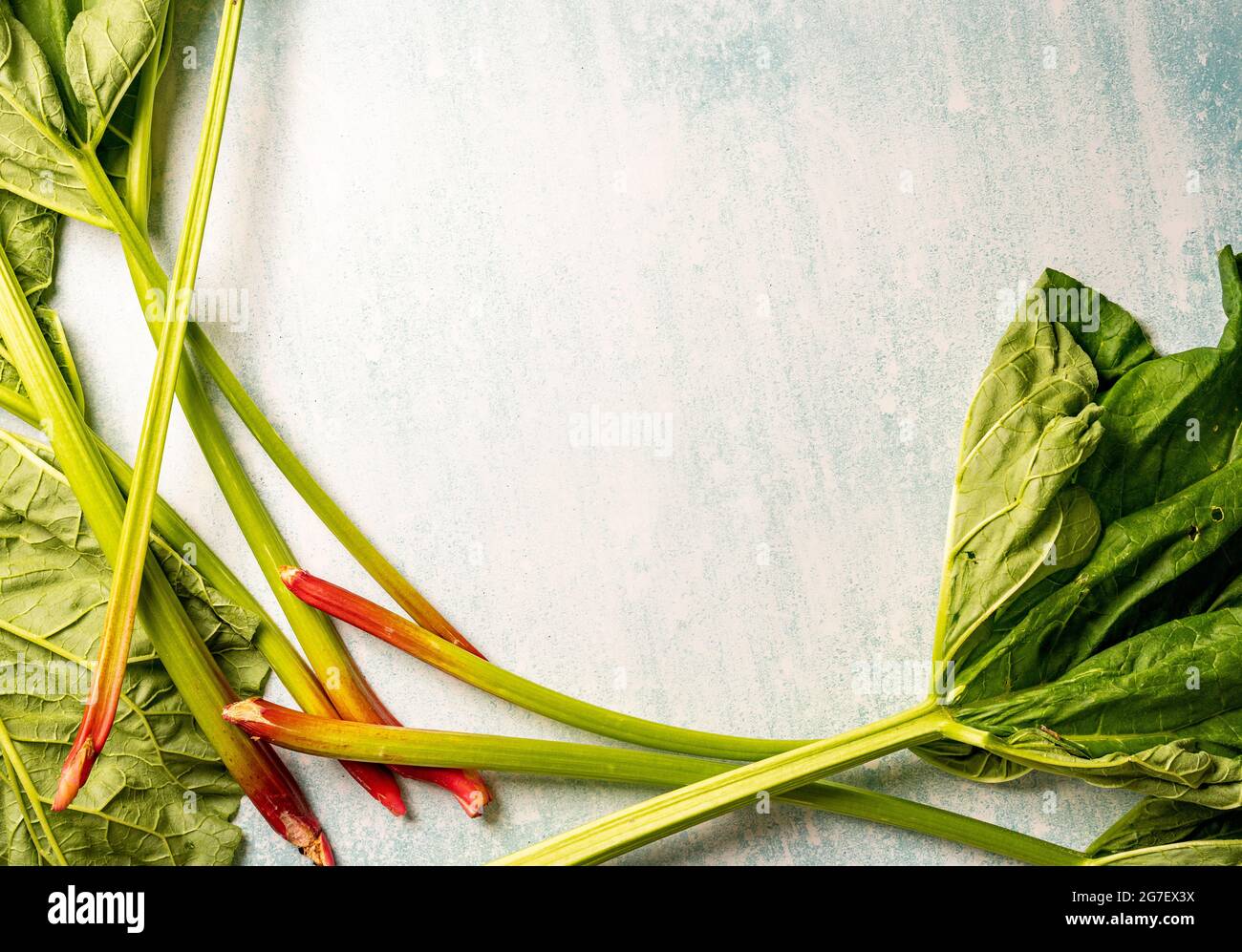Closeup shot of rhubarb stalks and leaves with copy space. Edible ...