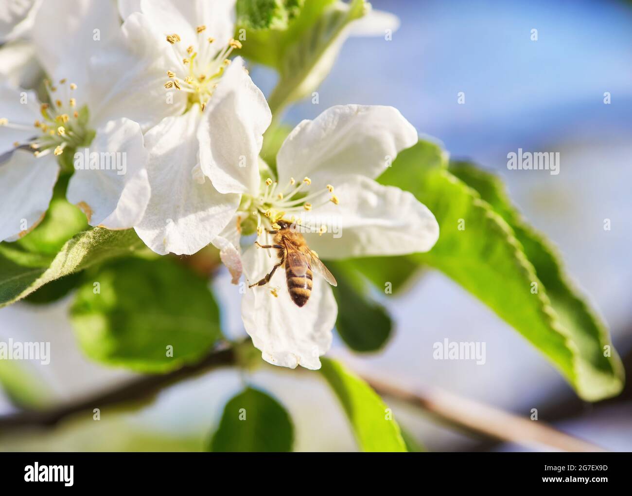 The bee sits on a flower of a bush blossoming apple-tree and pollinates ...