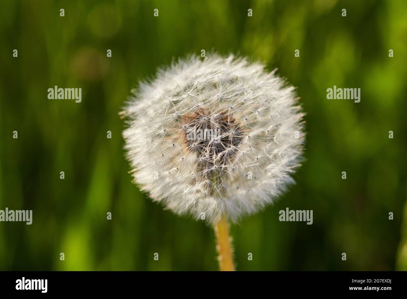 Dandelion seed pod in a beautiful background Stock Photo - Alamy