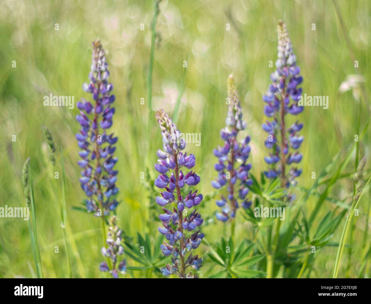 Lupine bean hi-res stock photography and images - Alamy