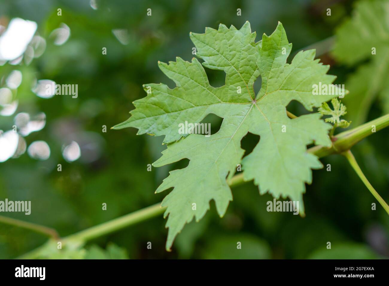 Green grape leaf on the garden on the background of foliage Stock Photo ...