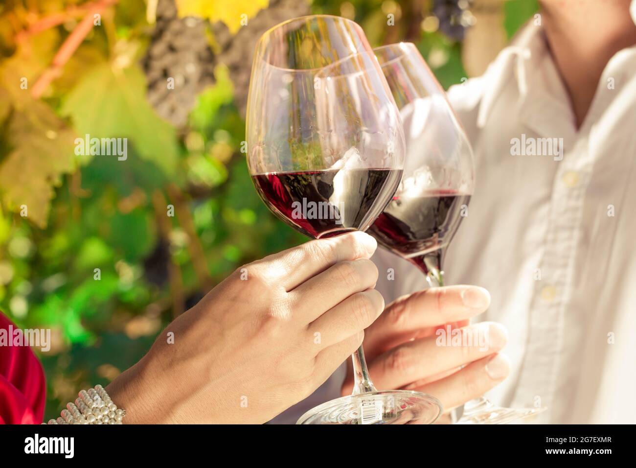 Vintner couple clinking wine glasses in vineyard, close-up Stock Photo ...