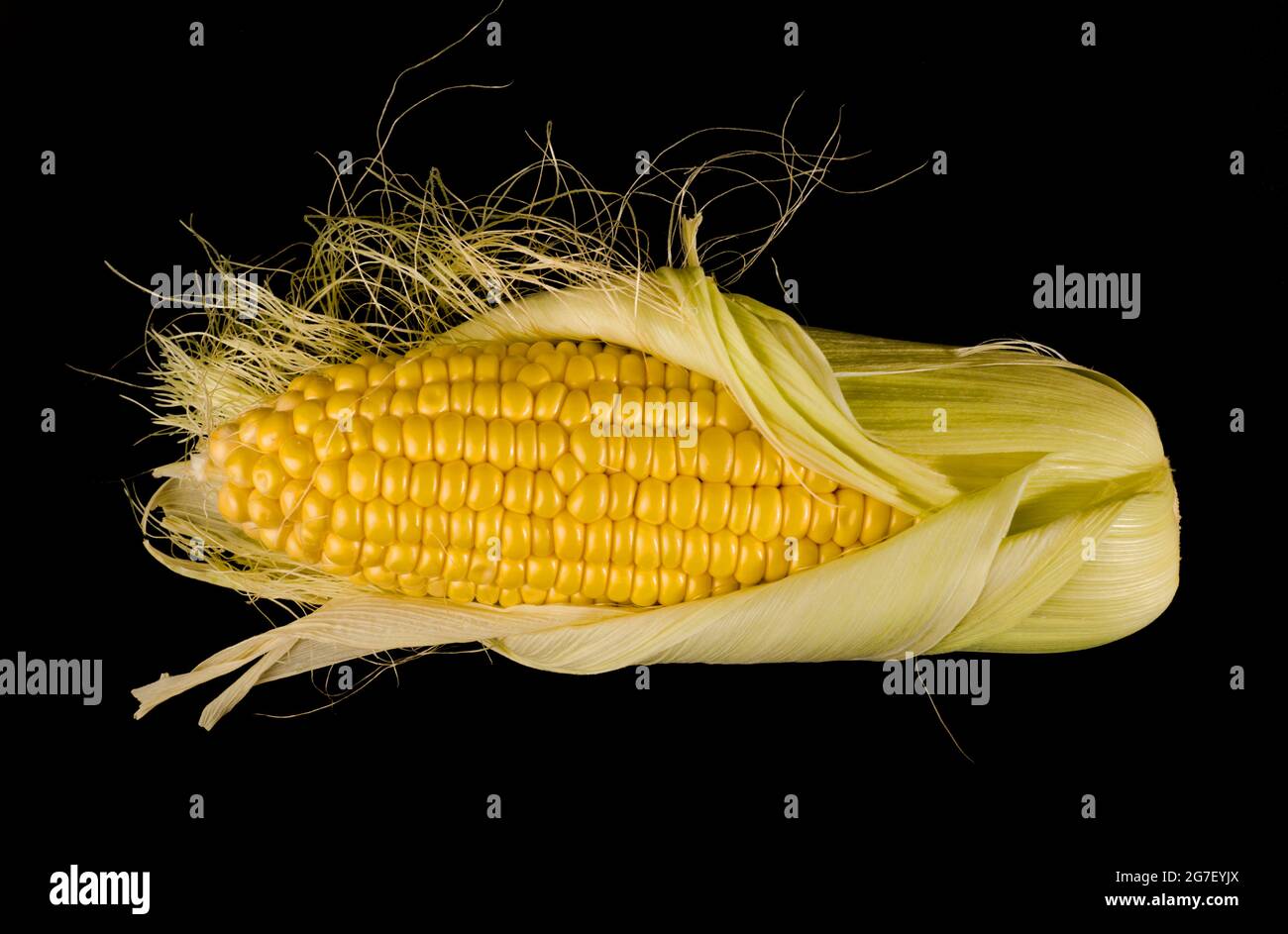 a swing of young corn, half peeled from the husk on a black background ...