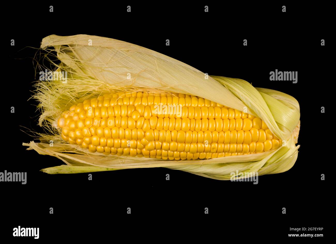 a swing of young corn, half peeled from the husk on a black background ...