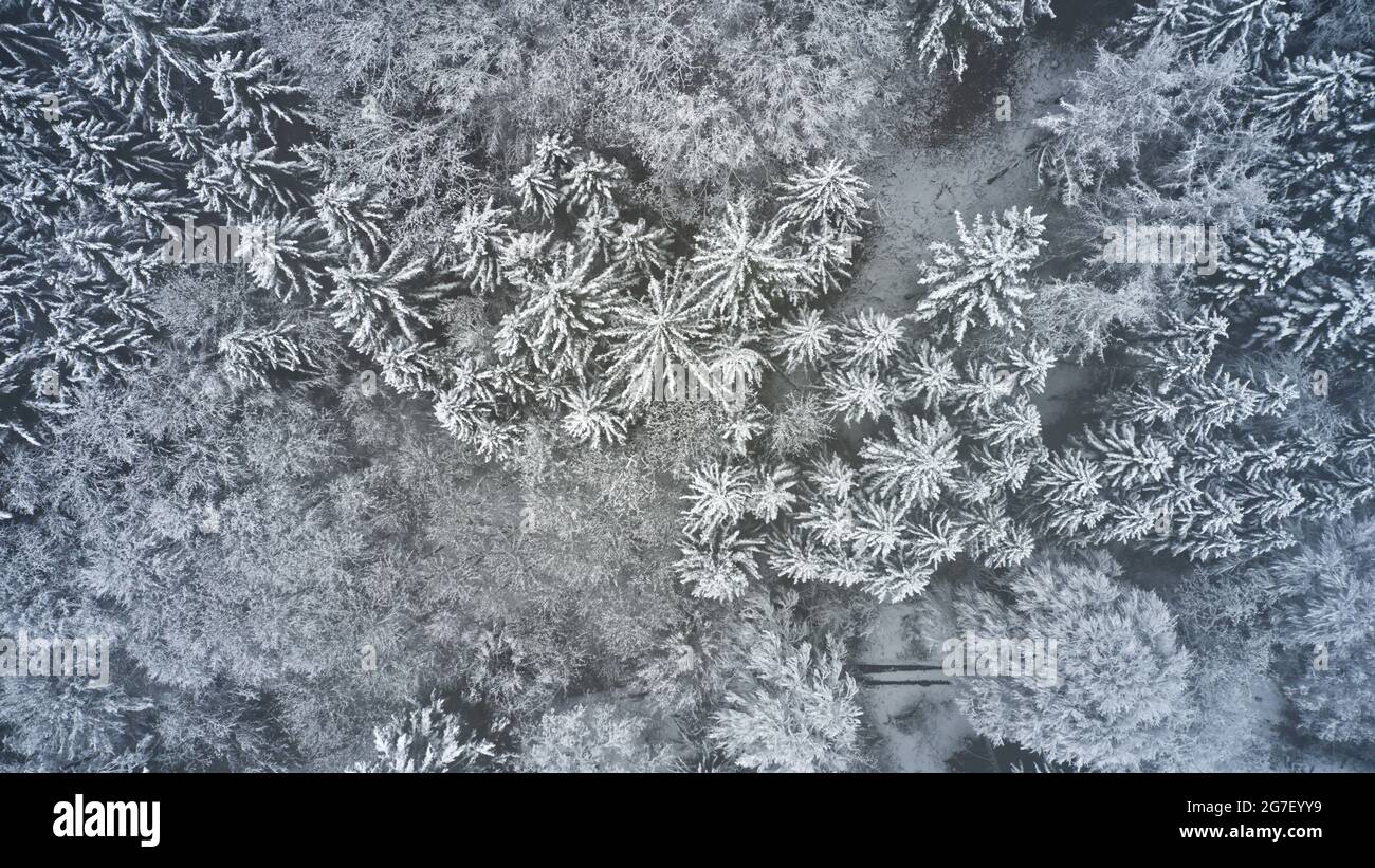 Bird's eye view of a dense forest covered in the snow on a foggy ...