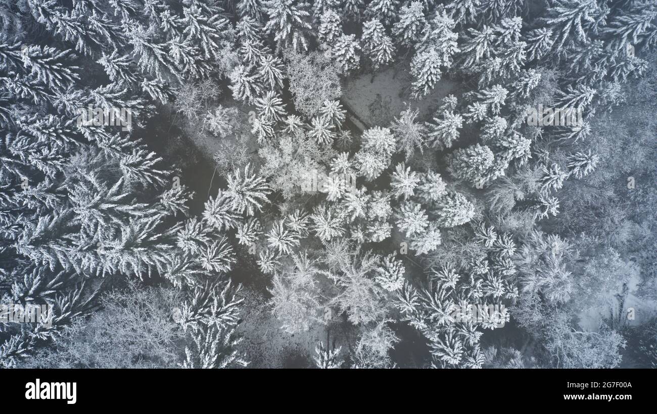Bird's eye view of a dense forest covered in the snow on a foggy ...
