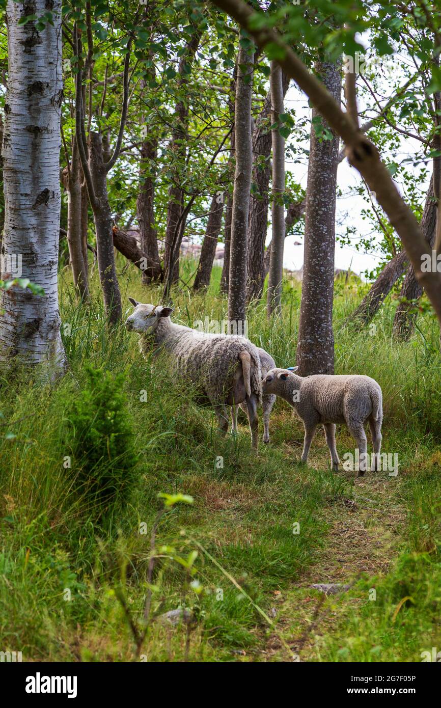 Two sheep in a lush forest along the nature trail at Järsö in Åland ...