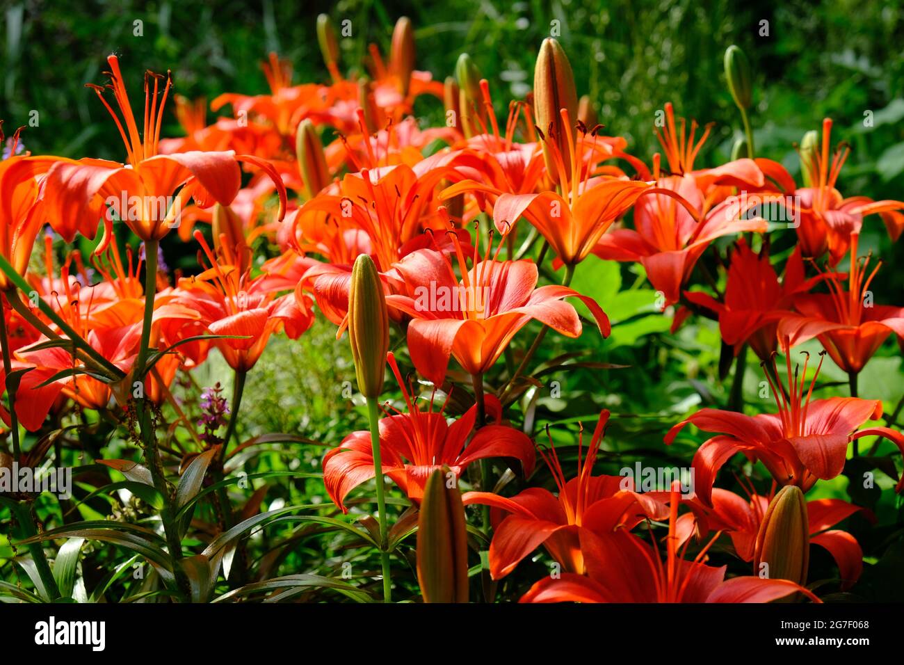 Orange Lily patch in a park Stock Photo - Alamy