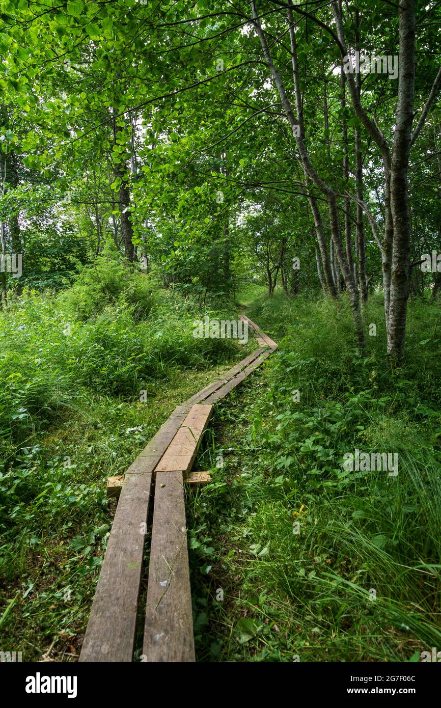 Lush Green Duckboard Duckboards High Resolution Stock Photography and ...