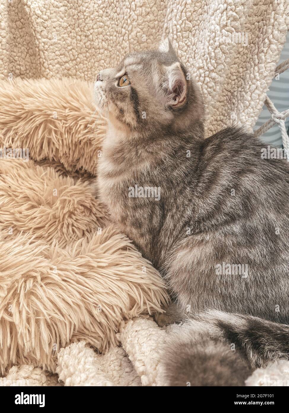 Cute scottish cat, beautiful domestic cat foto Stock Photo - Alamy