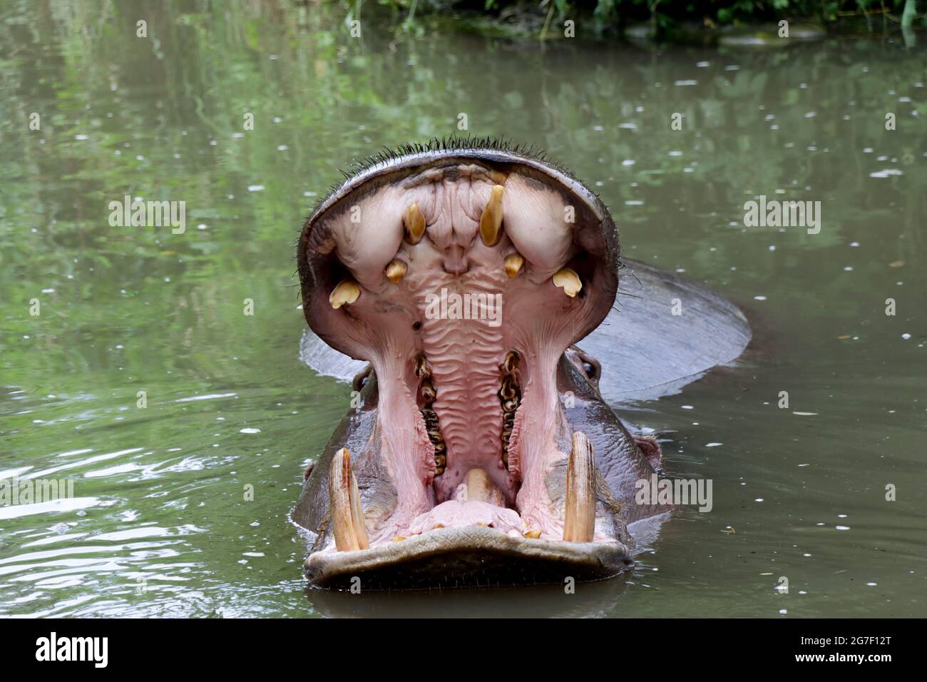 Hippo mouth open hi-res stock photography and images - Alamy
