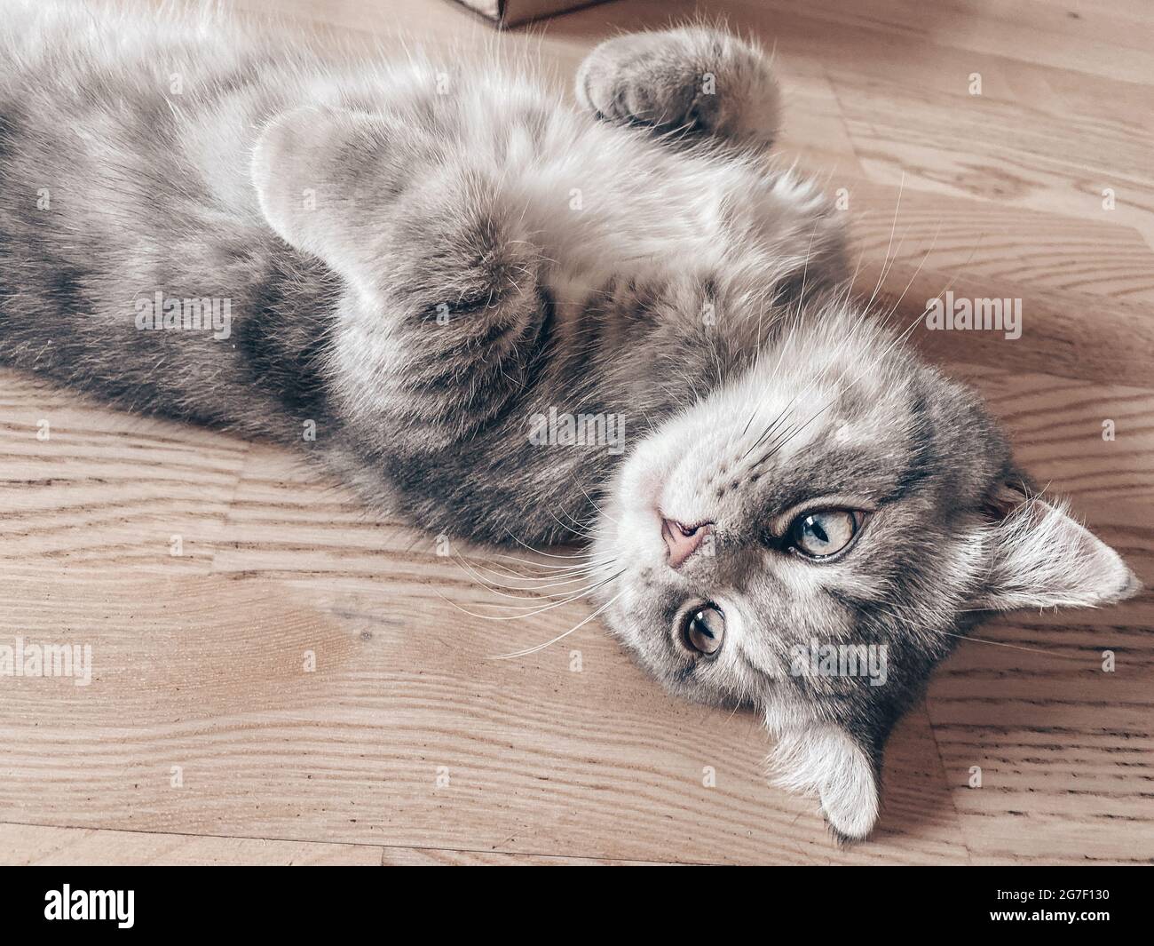 Cute scottish cat, beautiful domestic cat foto Stock Photo - Alamy