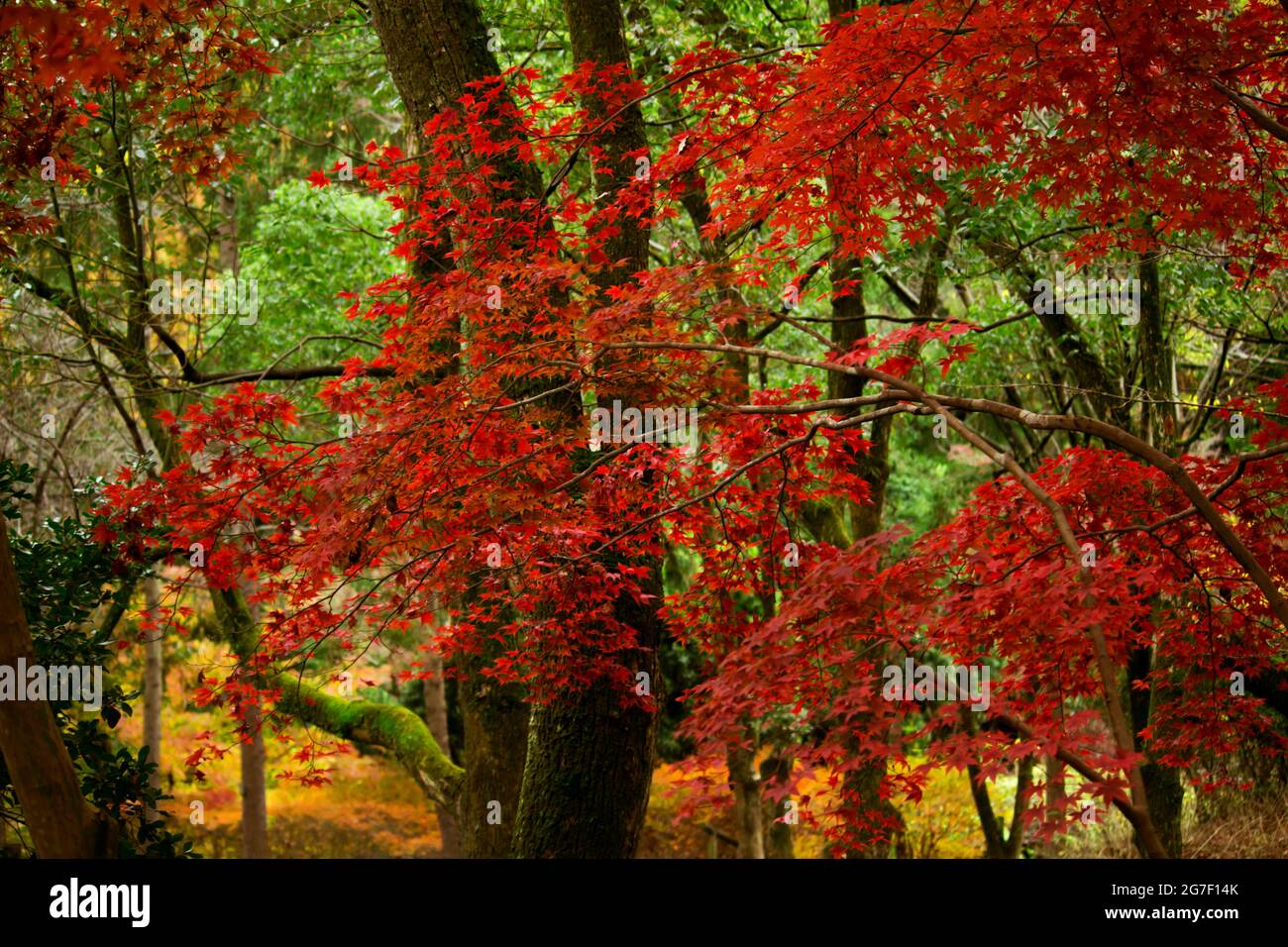 Japanese maple park hi-res stock photography and images - Alamy
