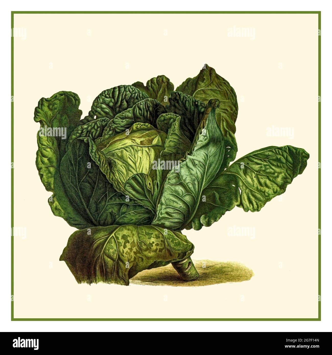 Vintage cabbage head Cut Out Stock Images & Pictures - Alamy