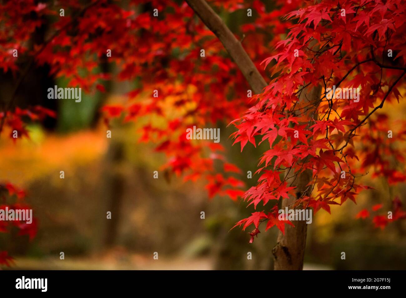 Japanese maple park hi-res stock photography and images - Alamy